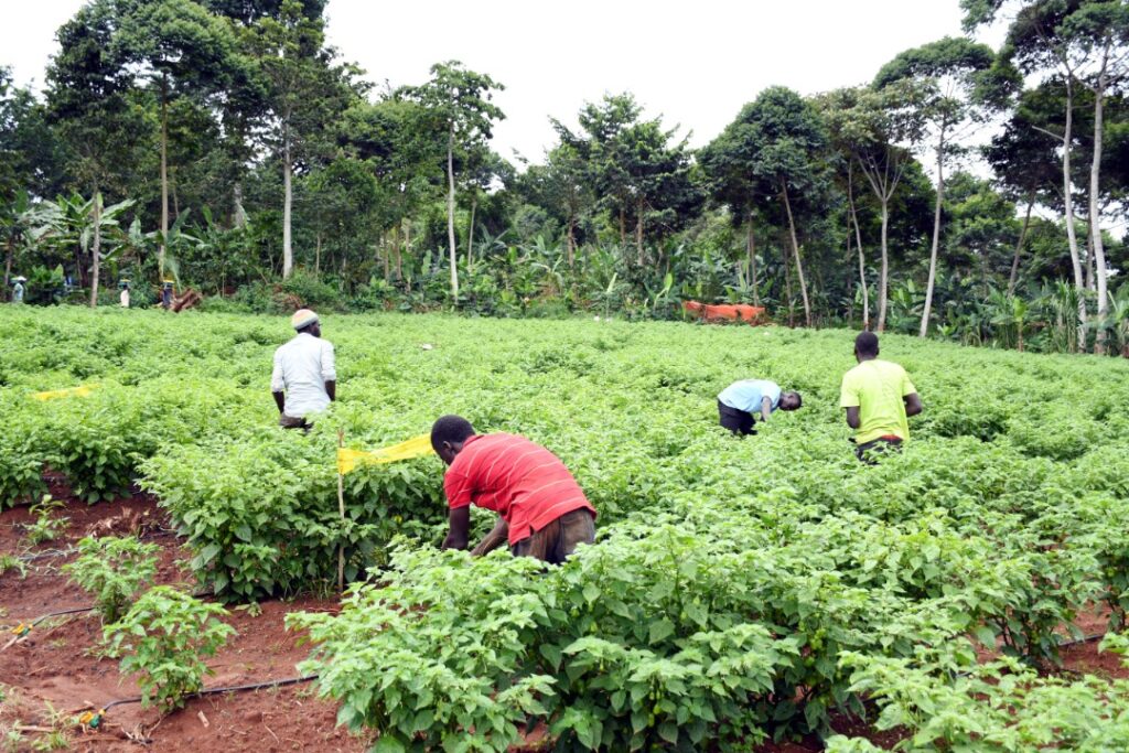 Projects - The Microfinance Support Centre Ltd